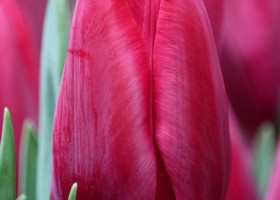 First Life ® | Tulip | Jan de Wit en Zonen B.V.